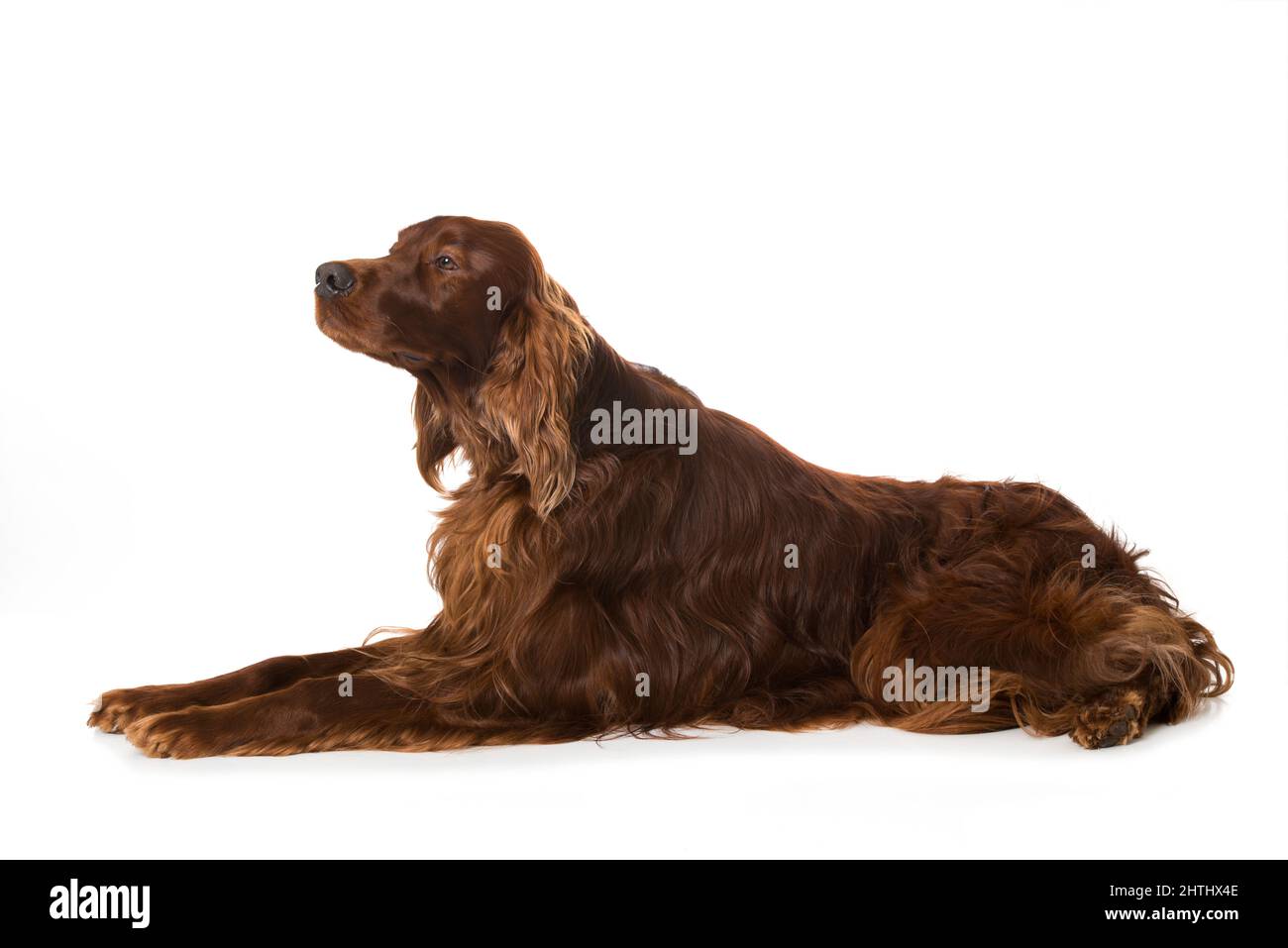Irish red setter lying isolated on white background Stock Photo - Alamy