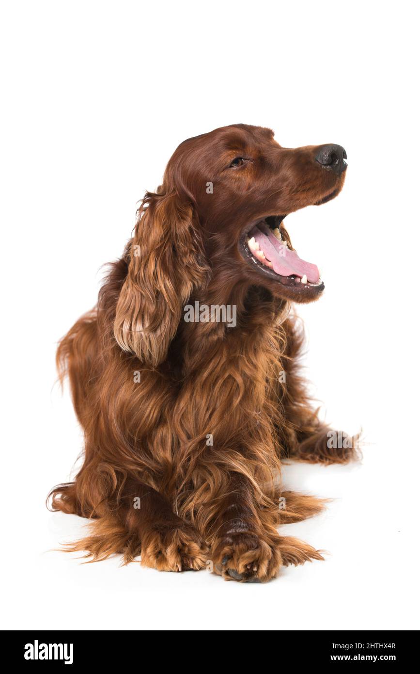Irish red setter lying isolated on white background Stock Photo - Alamy