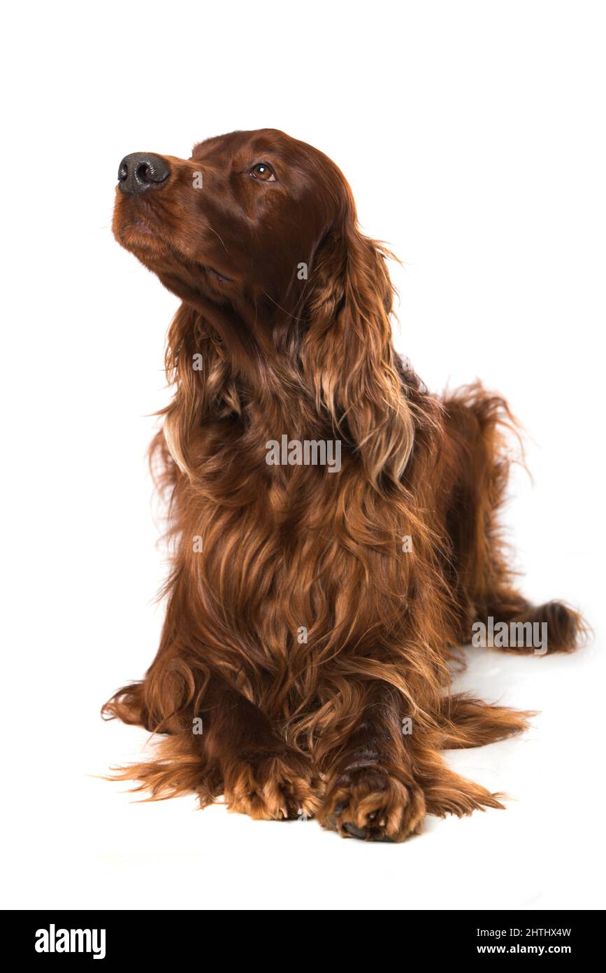 Irish red setter lying isolated on white background Stock Photo - Alamy