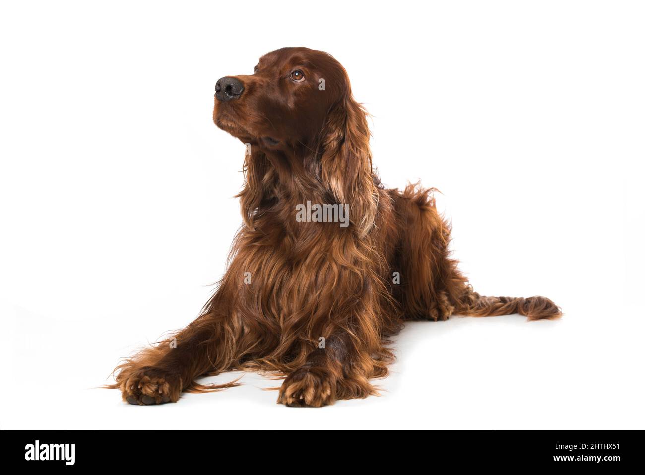 Irish red setter lying isolated on white background Stock Photo - Alamy