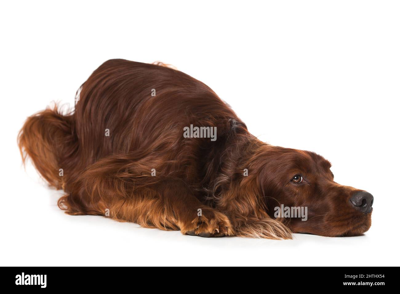Irish red setter lying isolated on white background Stock Photo - Alamy