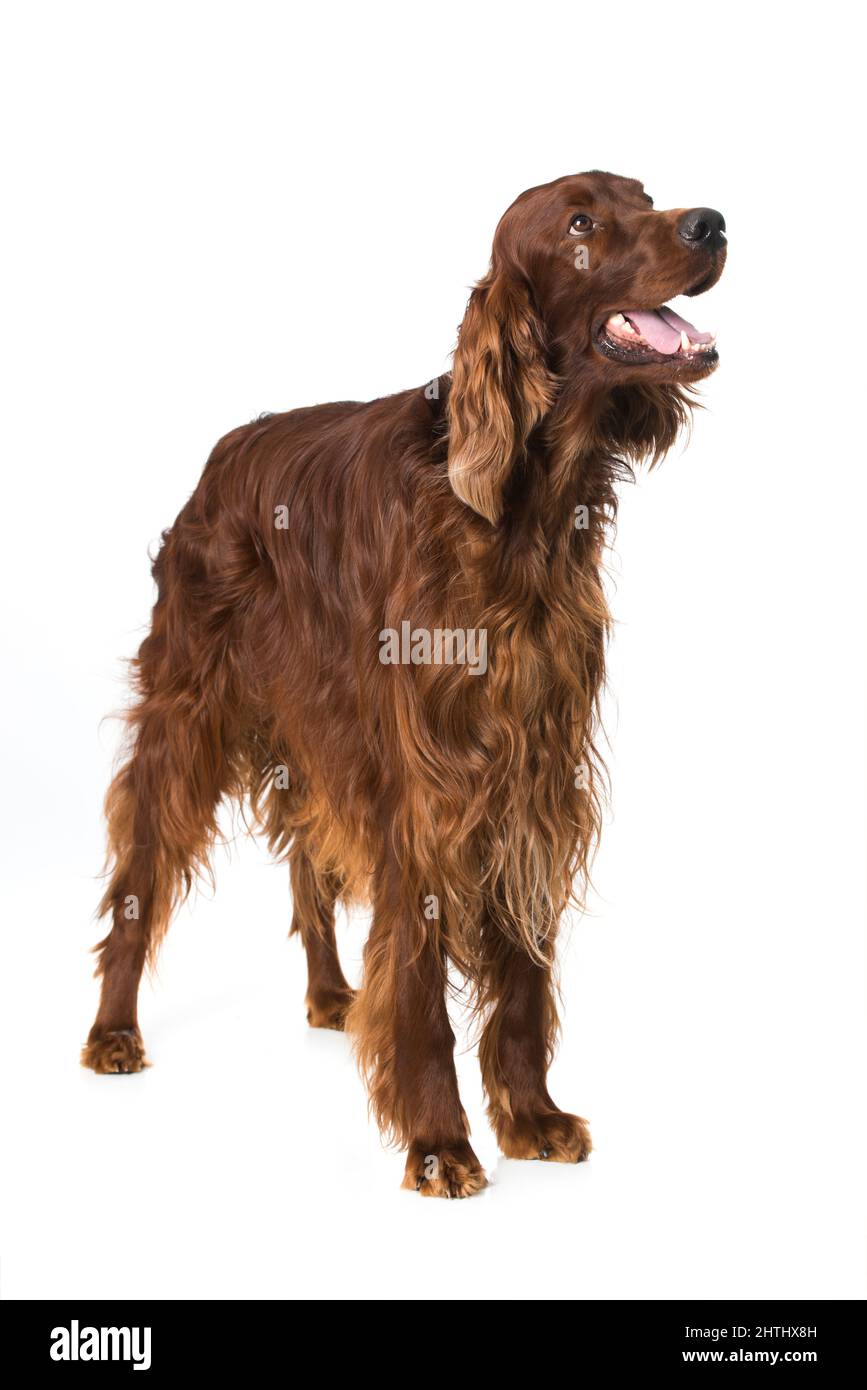 Irish red setter isolated on white background Stock Photo - Alamy