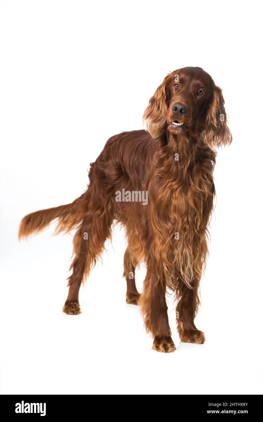 Irish red setter isolated on white background Stock Photo - Alamy