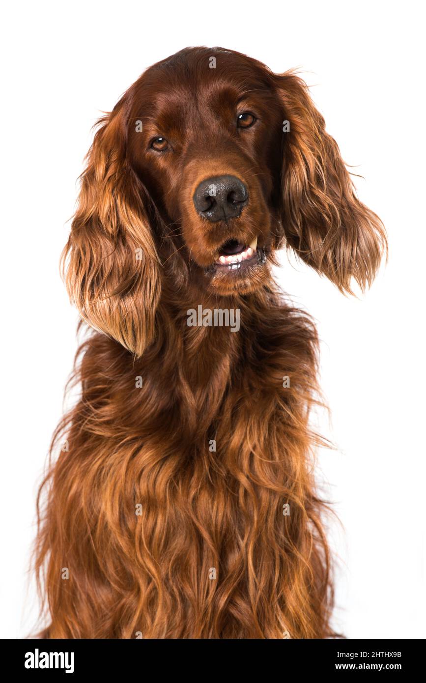 Lovely irish setter hi-res stock photography and images - Alamy