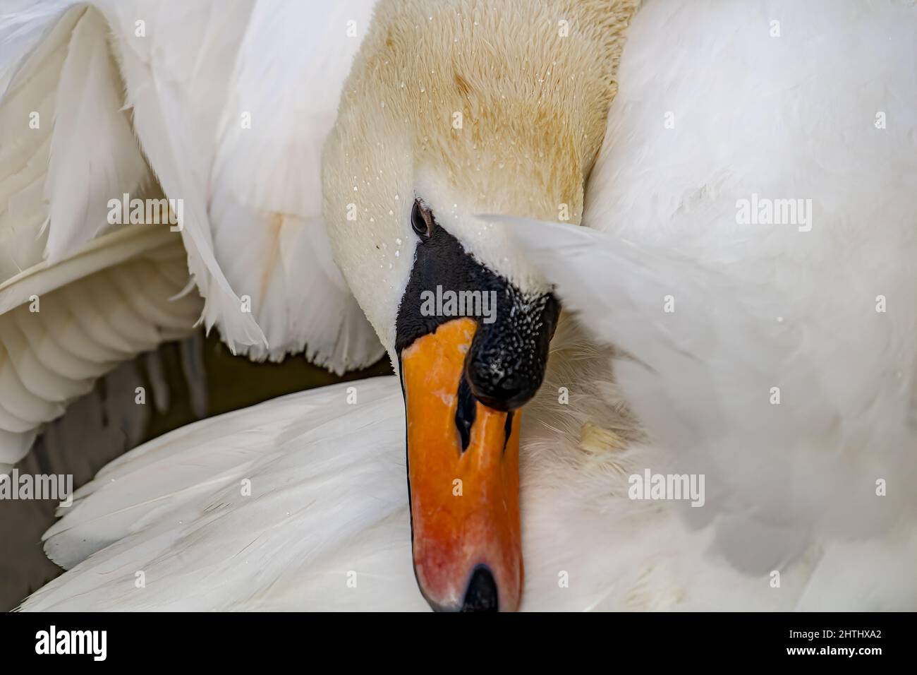 Closeup of the beautiful white swan grooming its feathers Stock Photo ...
