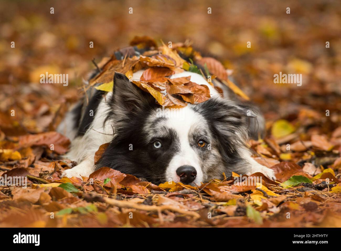 Border collie dog lying in autumn leaves Stock Photo - Alamy