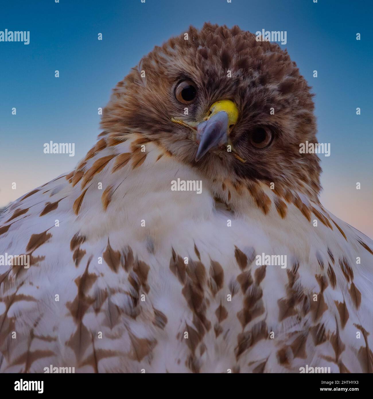 Hawk eye camera' hi-res stock photography and images - Alamy