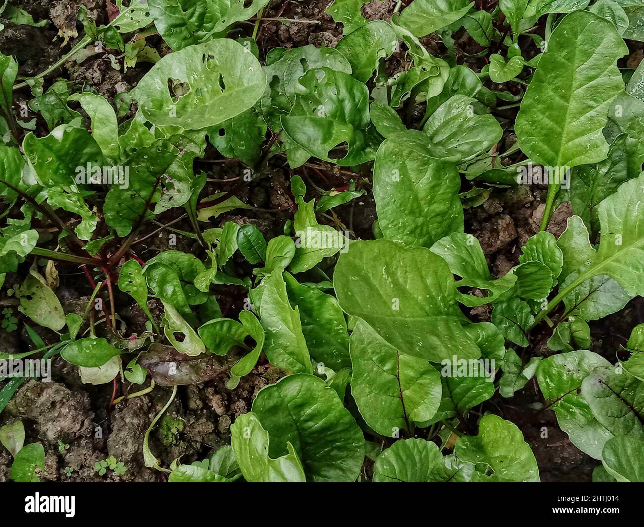 Closeup of a Rumex plant Stock Photo - Alamy