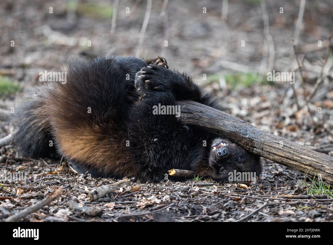 Wolverine resting in the forest Stock Photo - Alamy