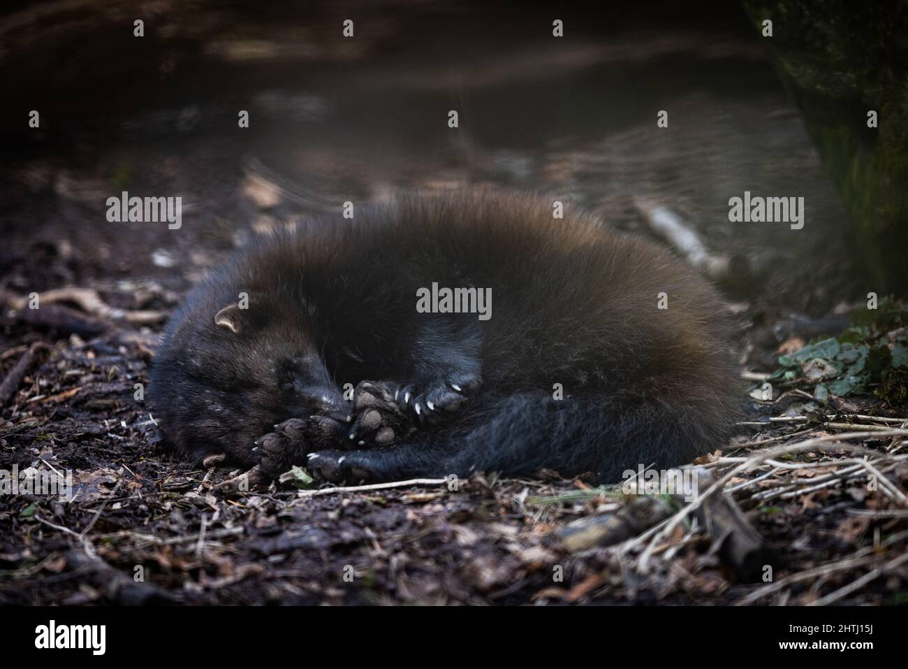 Wolverine resting in the forest Stock Photo - Alamy