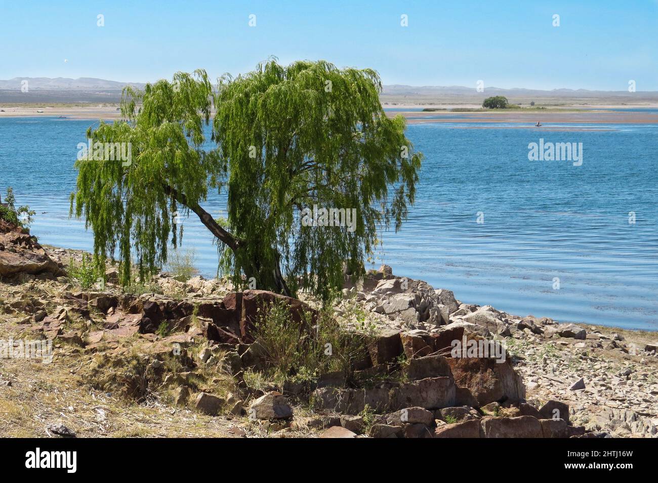 Blooming weeping willow tree near lake in daylight Stock Photo - Alamy
