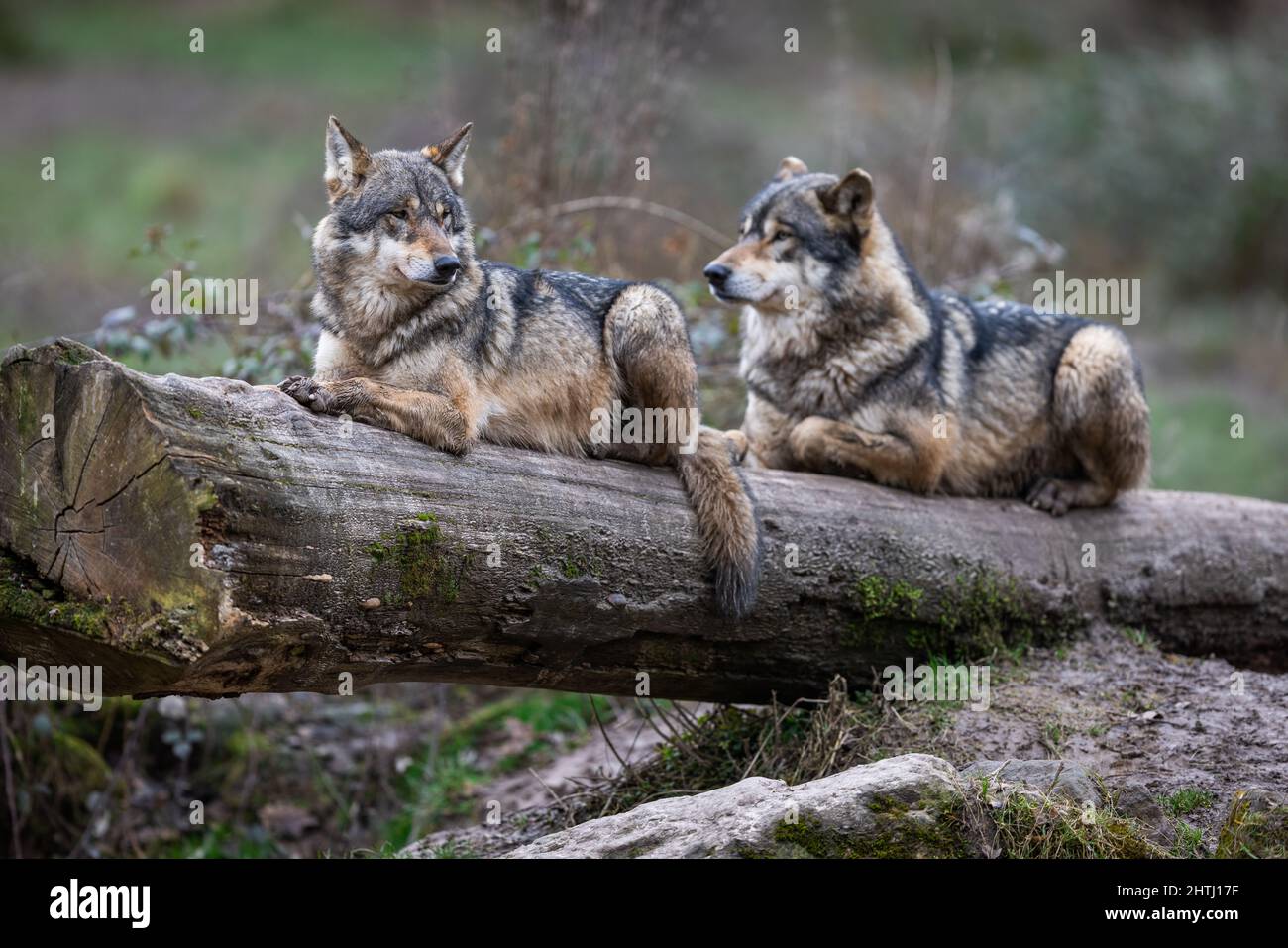 Grey wolf in the forest Stock Photo - Alamy
