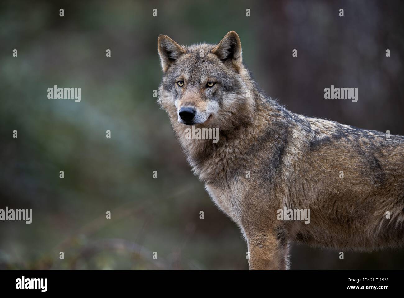 Grey wolf in the forest Stock Photo - Alamy