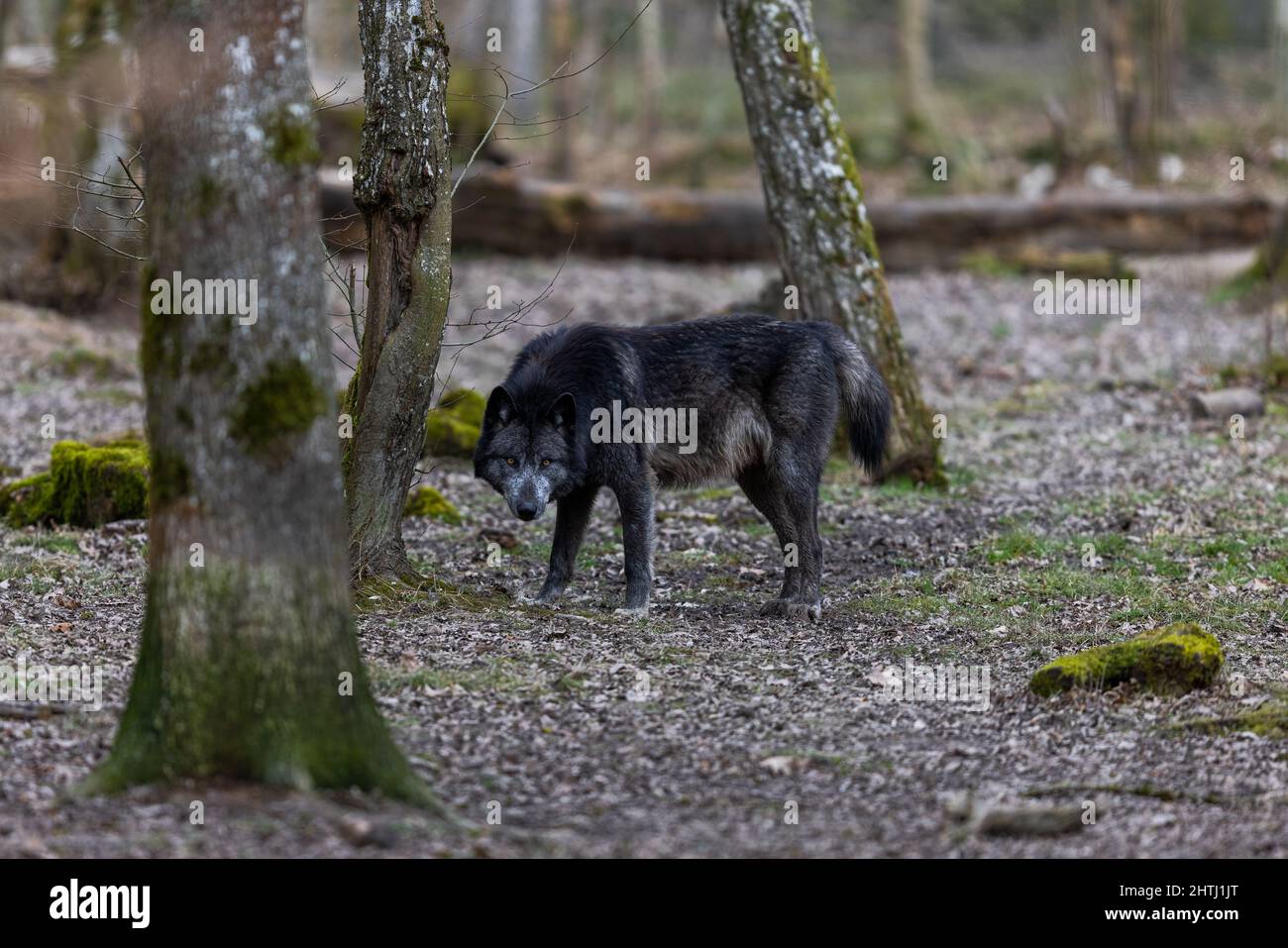Black wolf walking in the forest Stock Photo - Alamy