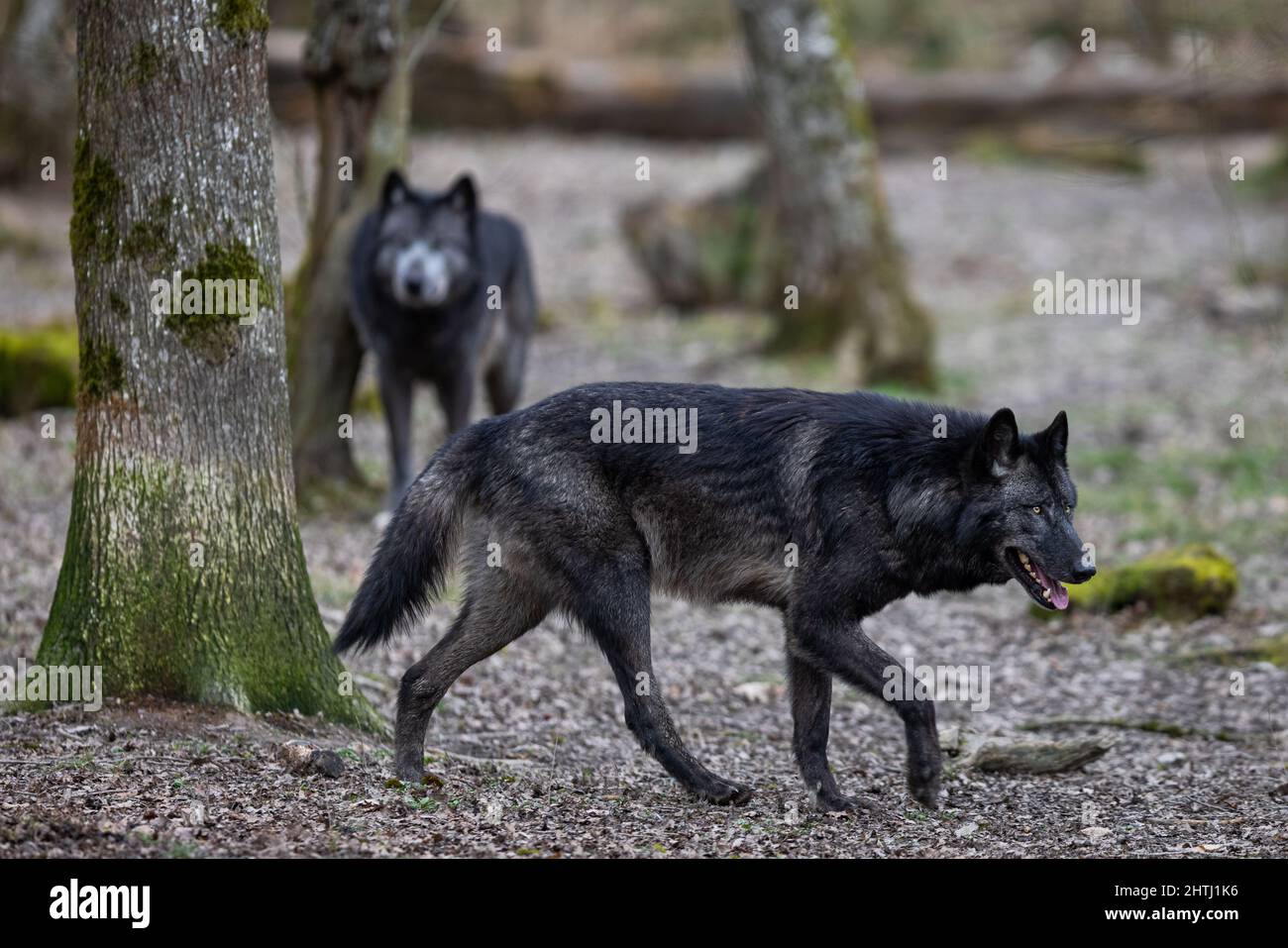 Black wolf walking in the forest Stock Photo - Alamy