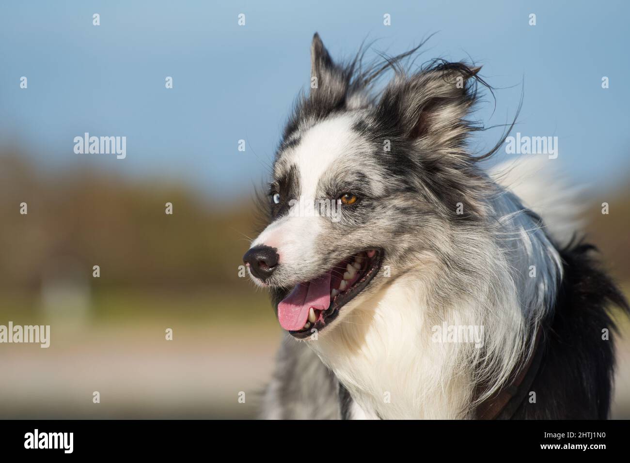 Border collie dog in summer landscape Stock Photo - Alamy