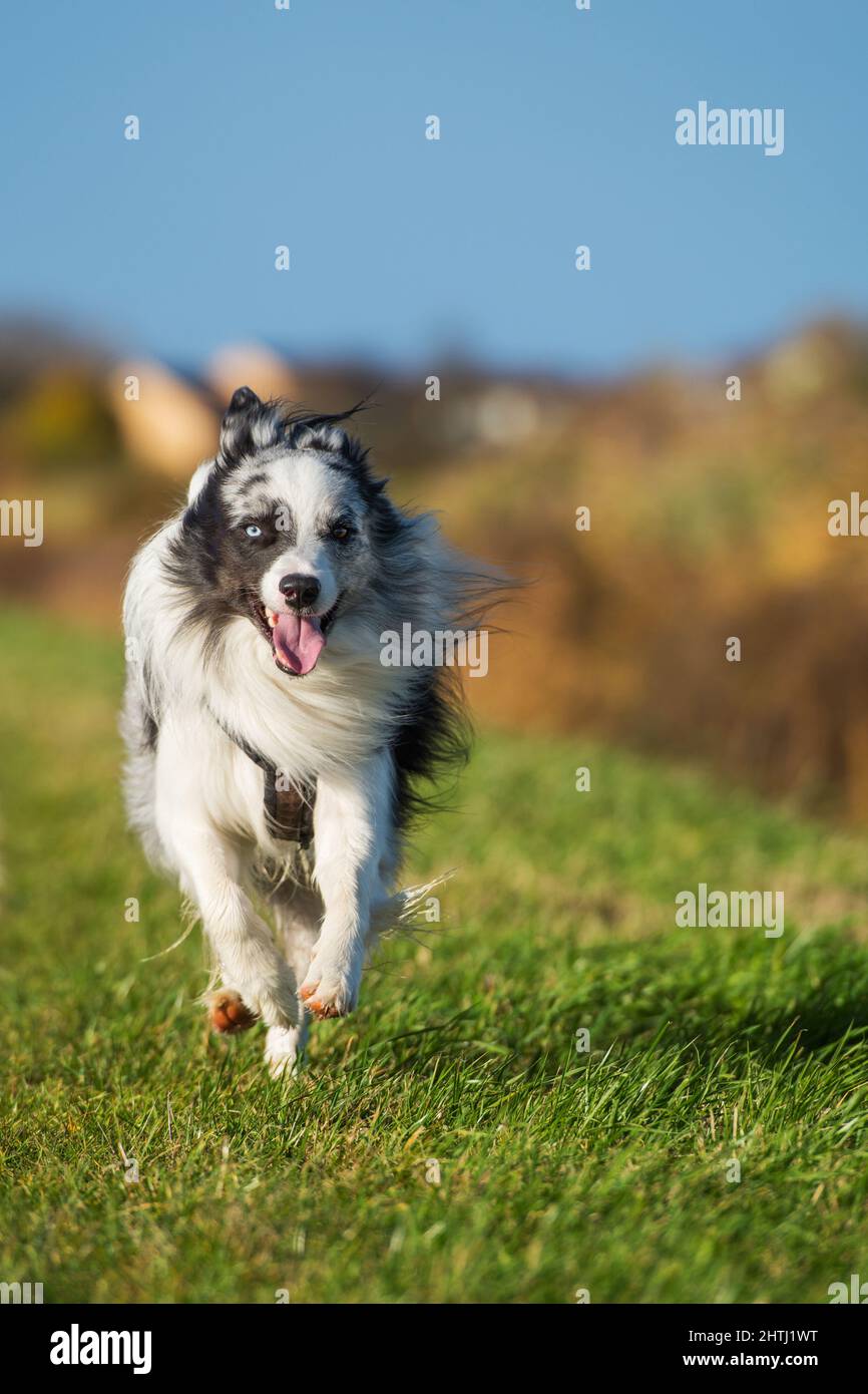 Border collie dog in summer landscape Stock Photo - Alamy