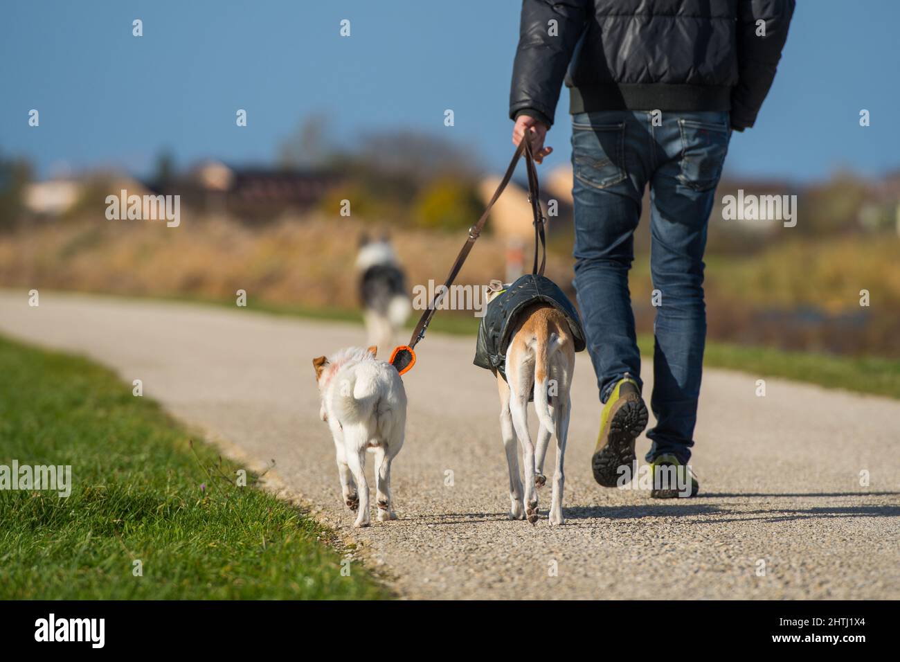 Walk with dogs in autumn landscape Stock Photo - Alamy