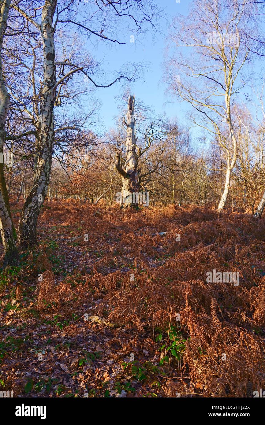 Broken remains of an ancient oak tree standing amongst dry brown ...