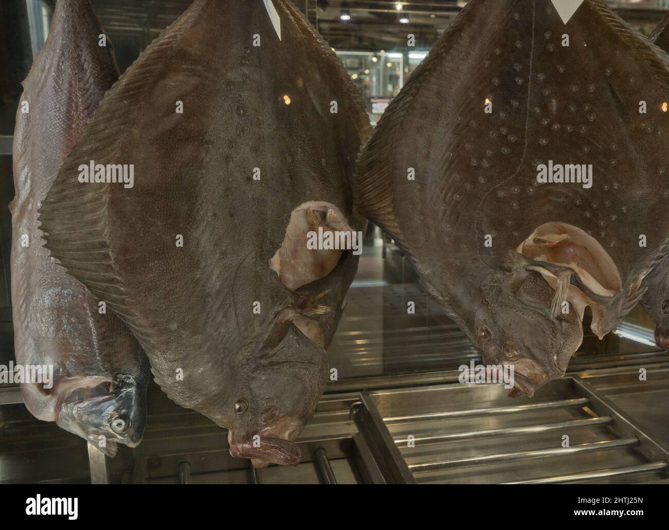 Luxury fish and lobster shop near Portobello Road, Notting Hill,London ...