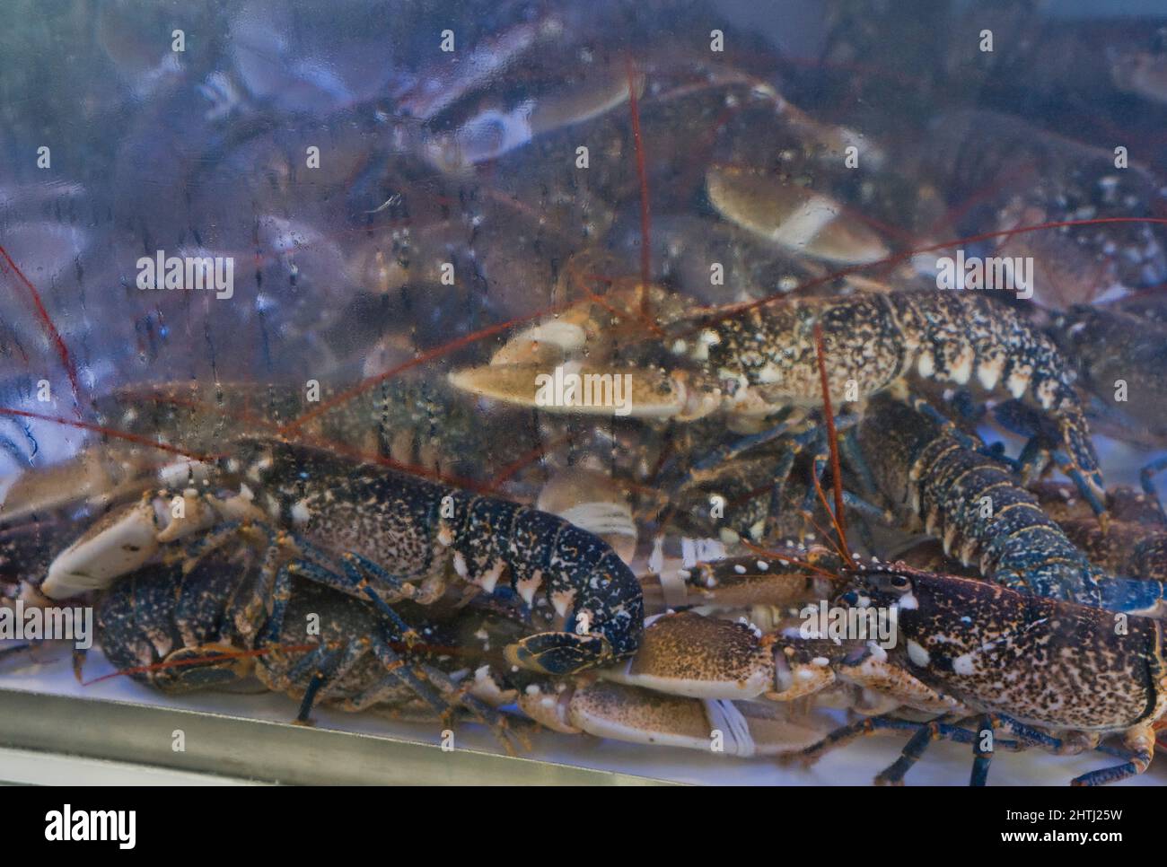 Luxury fish and lobster shop near Portobello Road, Notting Hill,London ...