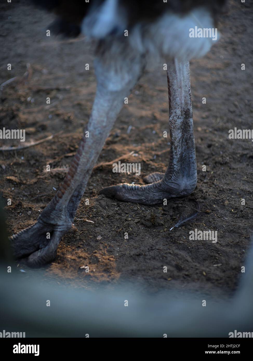 Ostrich leg hi-res stock photography and images - Alamy