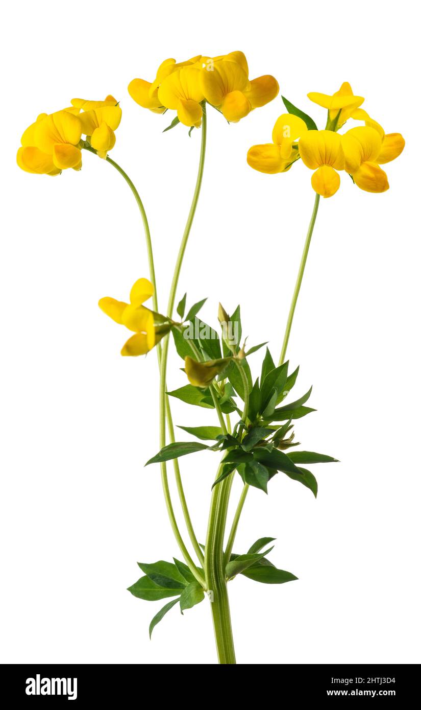 common bird's foot trefoil isolated on white Stock Photo - Alamy