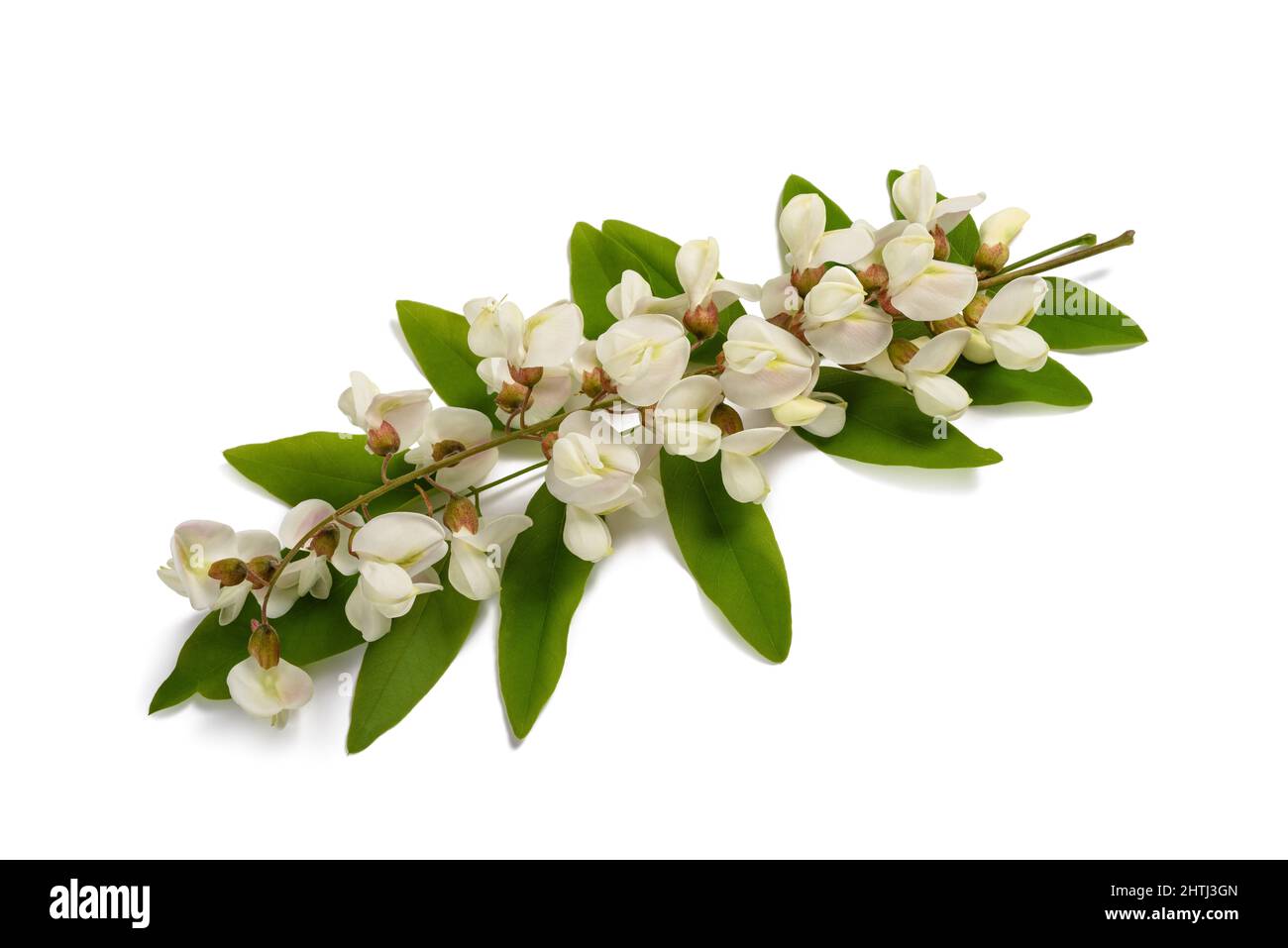 Black locust branch and flowers isolated on white background Stock ... Black locust branch and flowers isolated on white background Stock ...