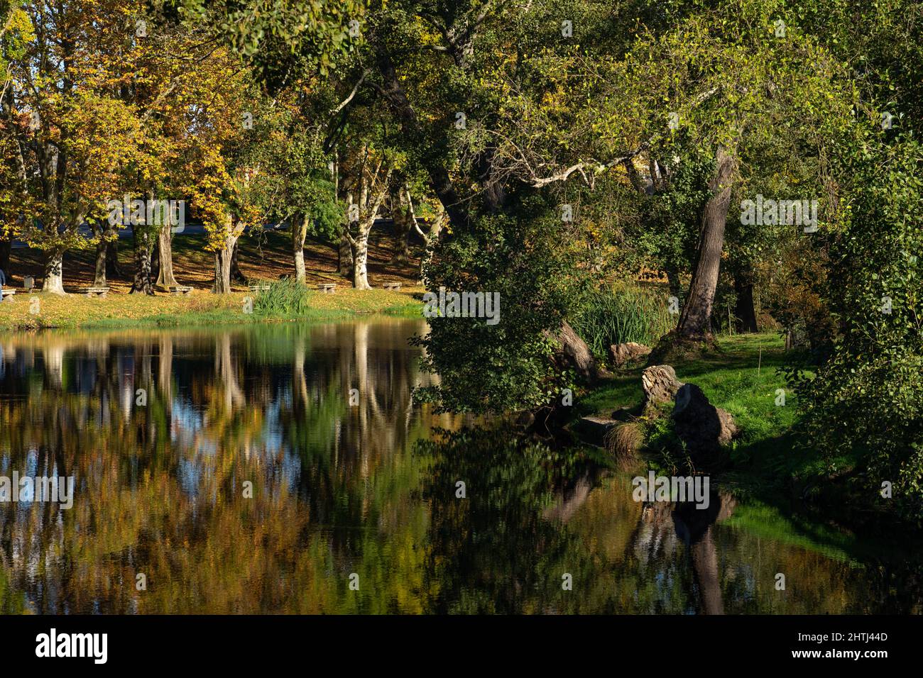 Autumn landscape of a riverside forest with tall poplars reflected in ...