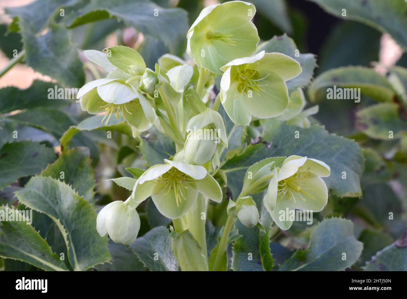 Helleborus x sternii Blackthorn group Hellebore Blackthorn group ...