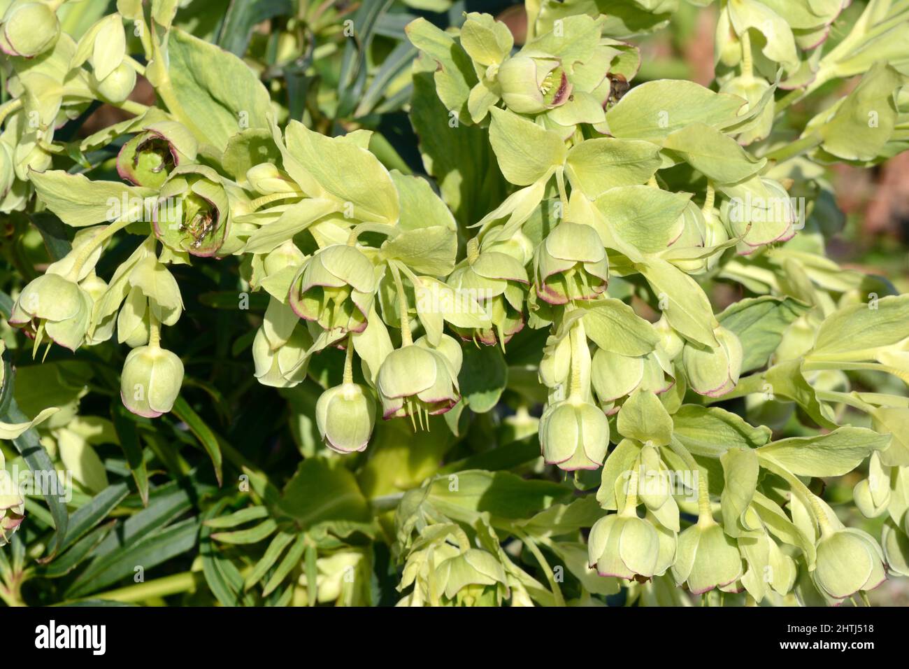 Helleborus foetidus Stinking hellebore flowering plant in the buttercup ...