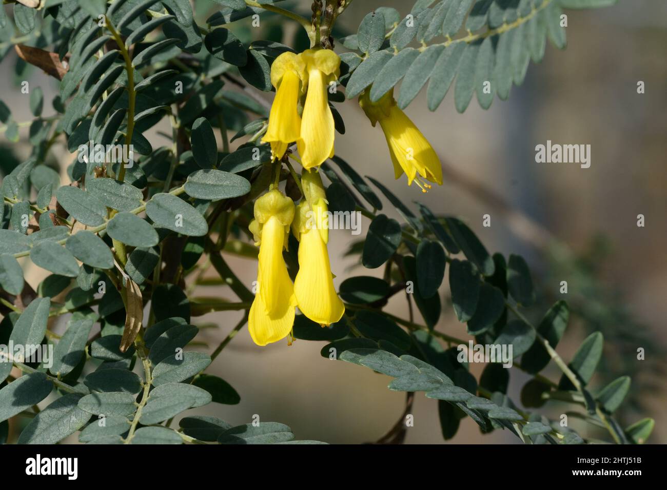 Yellow flowers of Sophora macrocarpa evergreen tree or small shrub ...