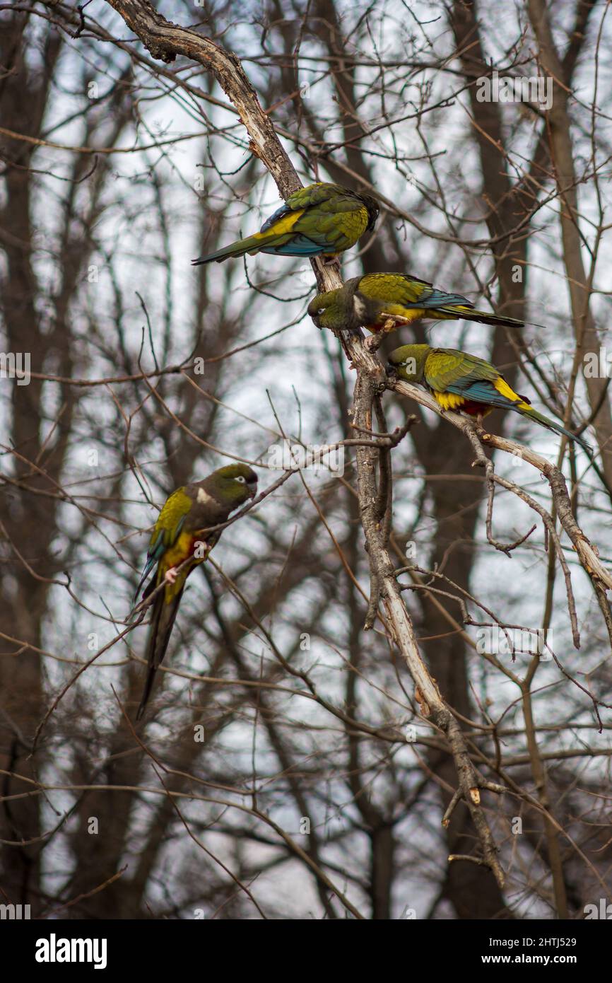 Patagonian parakeet hi-res stock photography and images - Alamy