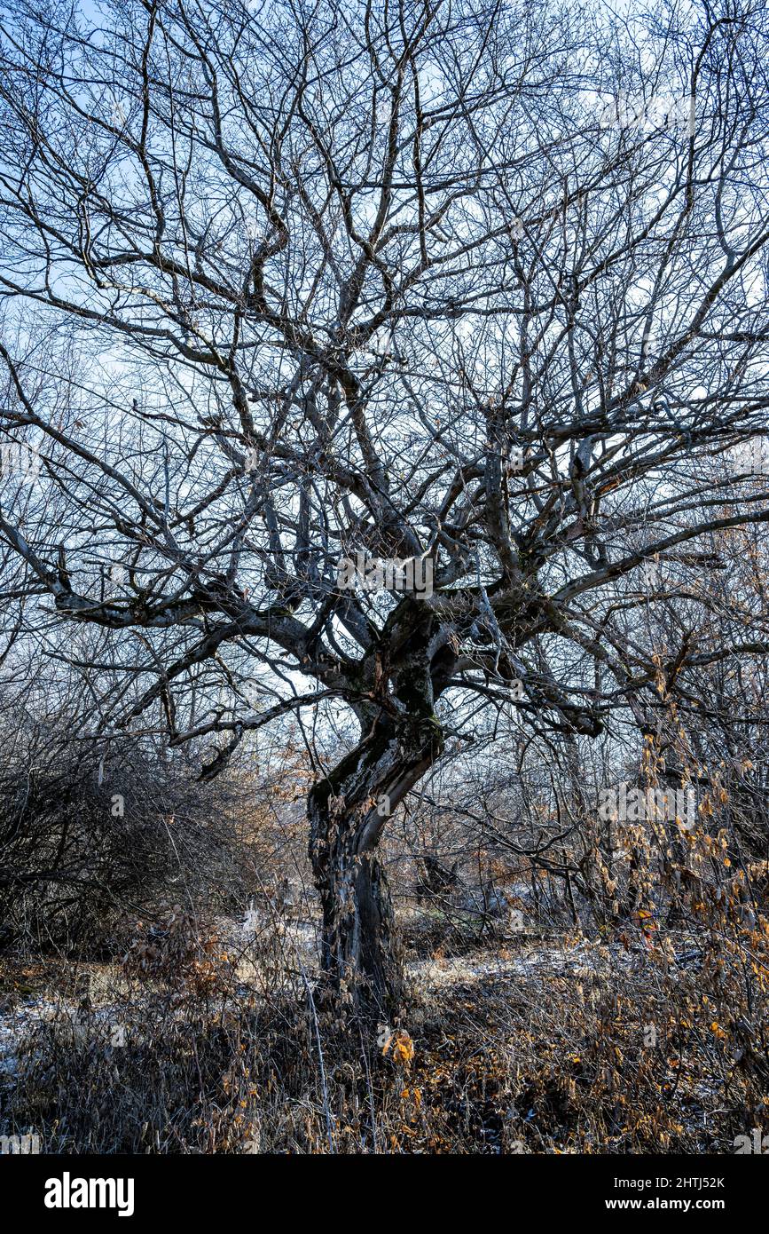 Vertical tree with many twisted branches Stock Photo - Alamy
