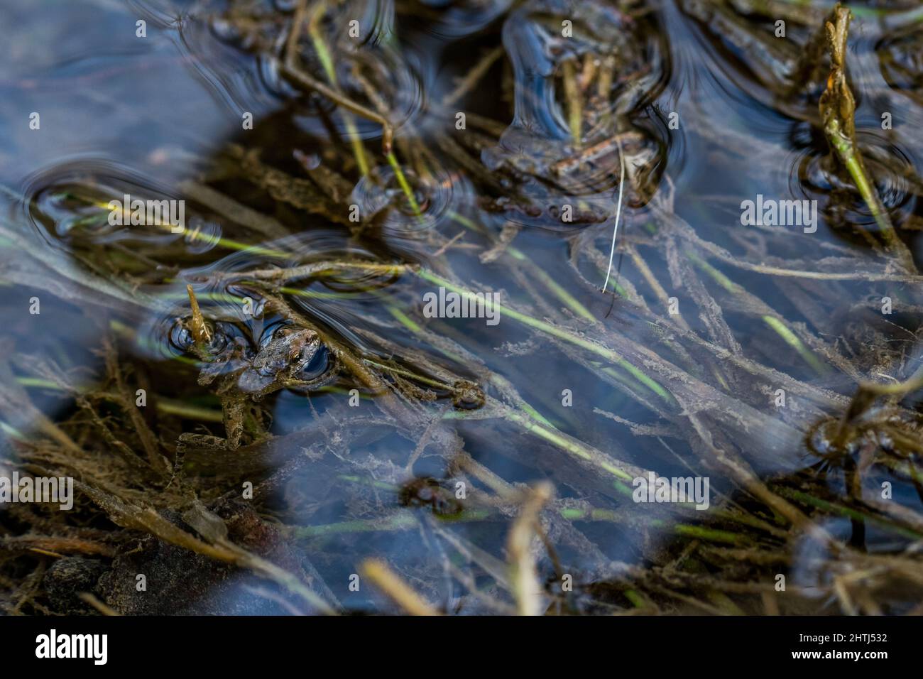 A tiny baby frog or froglet, Painted Frog, Discoglossus pictus, resting ...