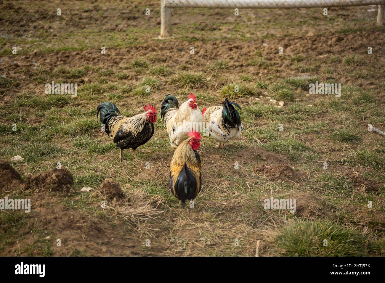 Mini chickens hi-res stock photography and images - Alamy