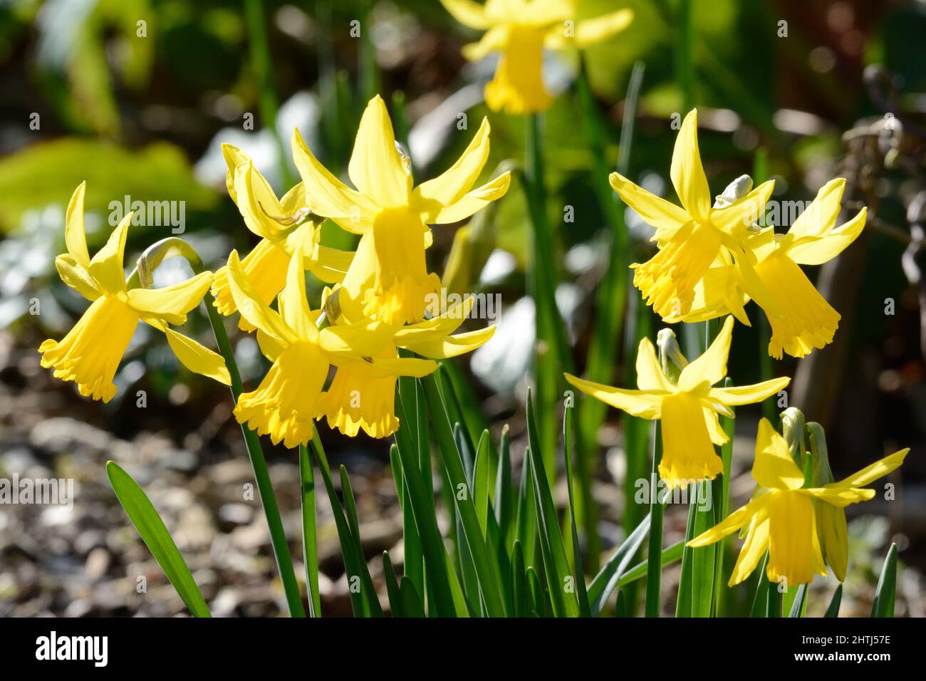 Narcissus February Gold early flowering daffodil flowers classic dwarf ...