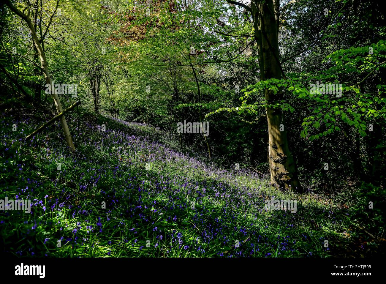 Bell in forest hi-res stock photography and images - Alamy