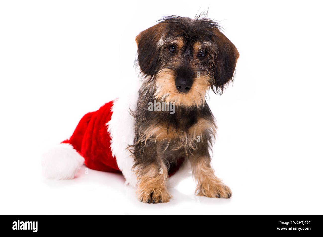 Beautiful puppy dachshund dog Cut Out Stock Images & Pictures - Alamy