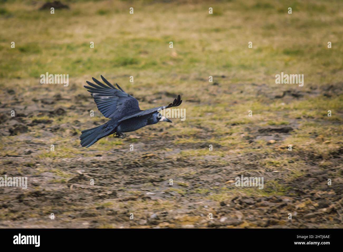 Black Rook in flight Stock Photo - Alamy