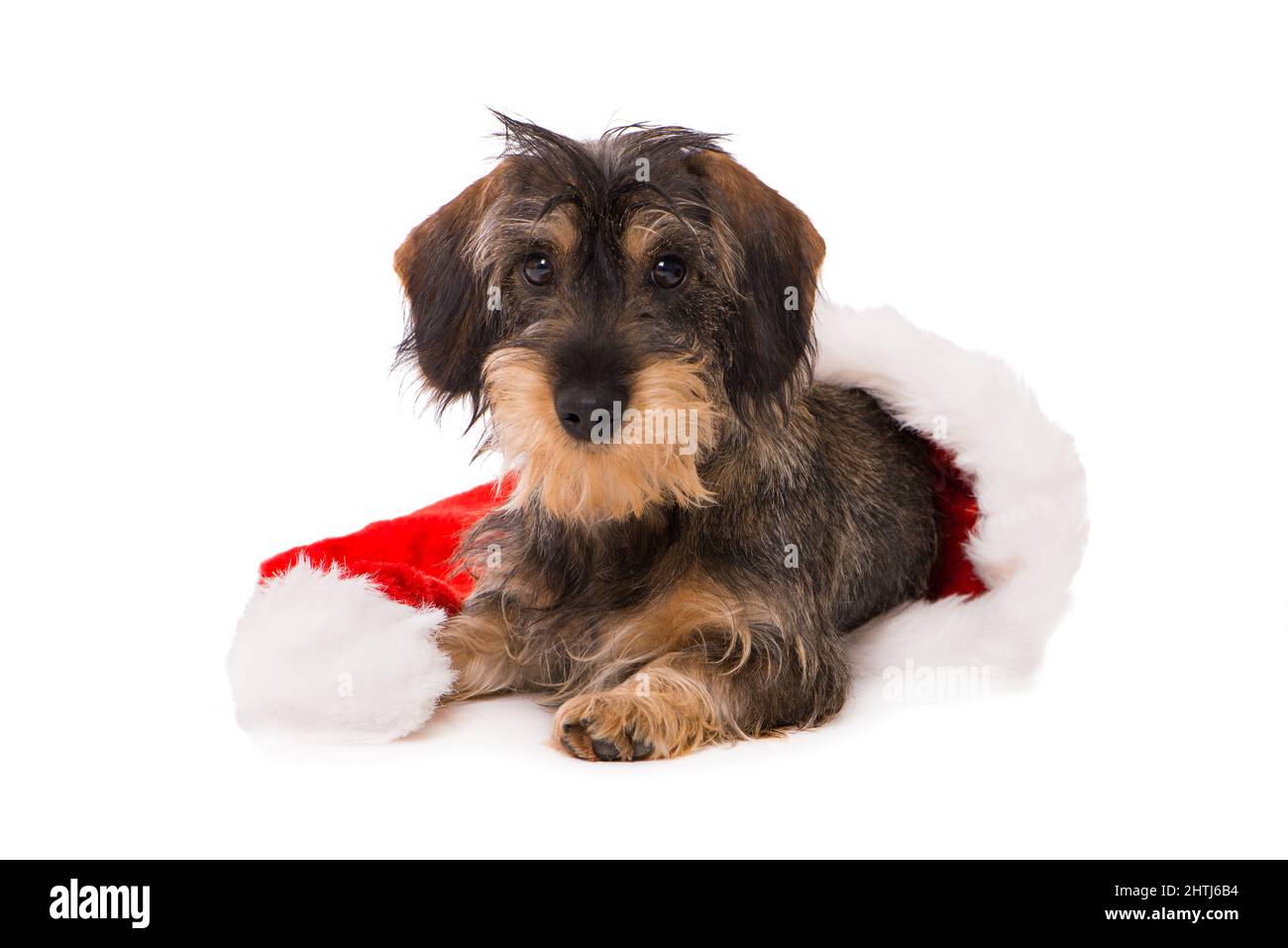 Beautiful puppy dachshund dog Cut Out Stock Images & Pictures - Alamy