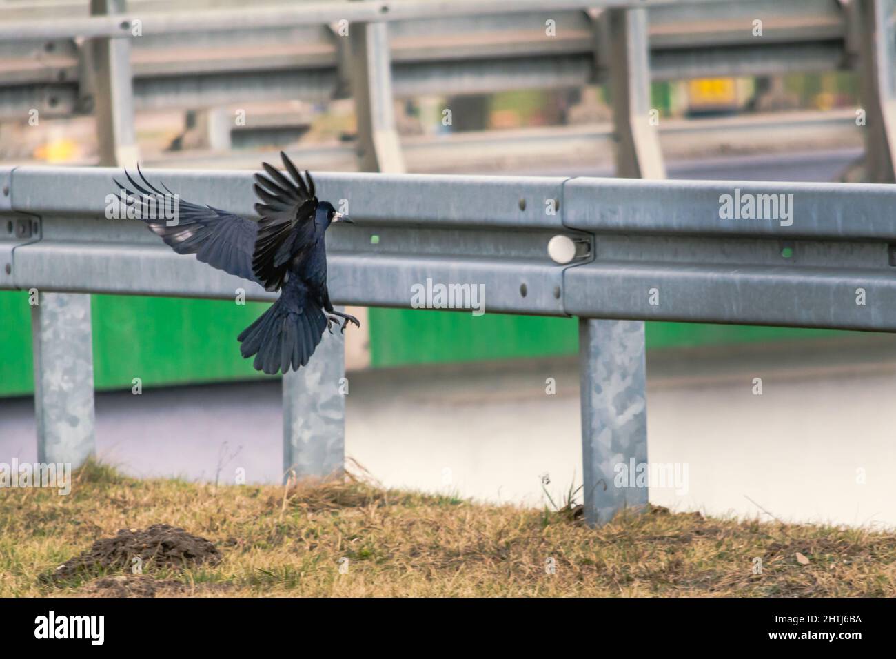 Black Rook in flight Stock Photo - Alamy