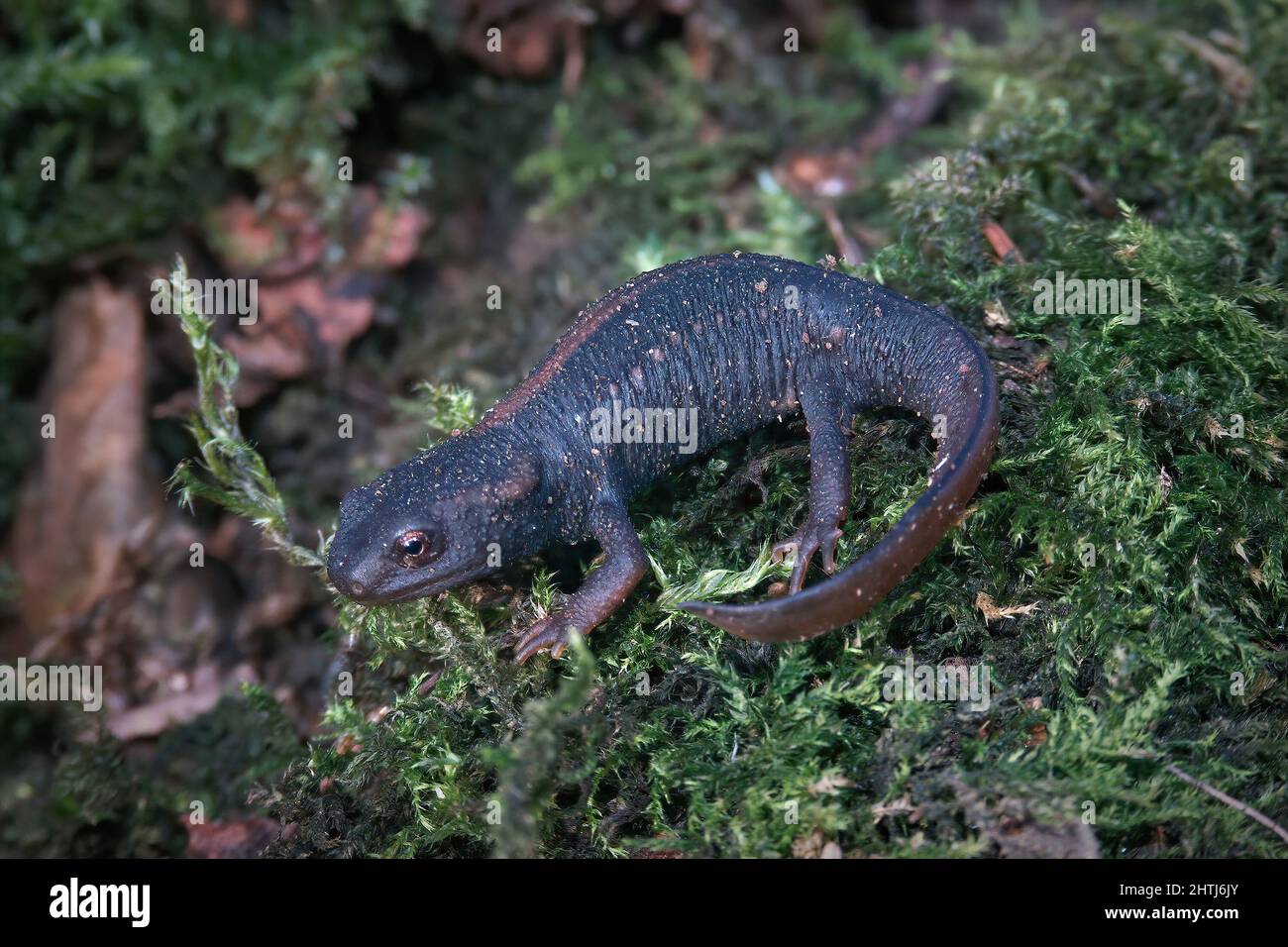 Knobby newt hi-res stock photography and images - Alamy