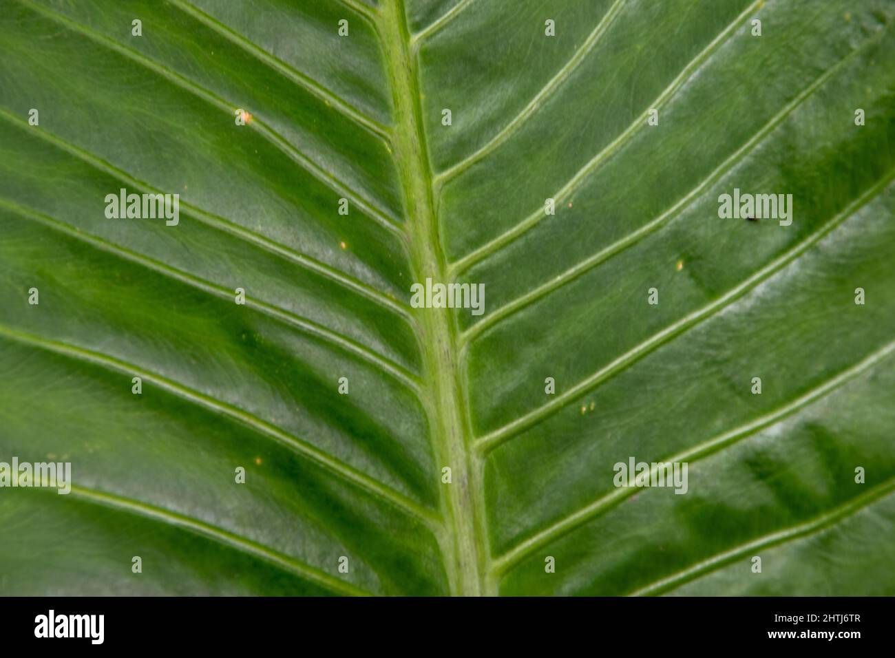 Large green leaf up close image for background use Stock Photo - Alamy