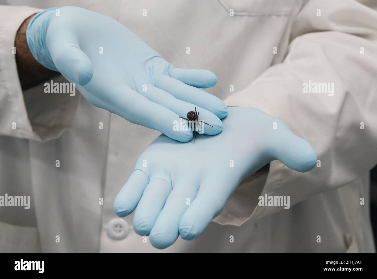Previously unissued photo of Dr Michel Dugon of the Venom Lab at ...