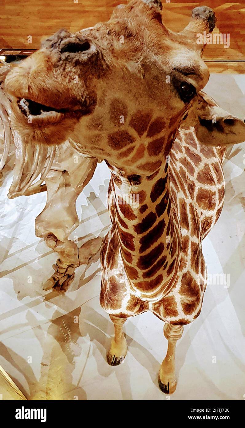 National museum of scotland giraffe hi-res stock photography and images ...