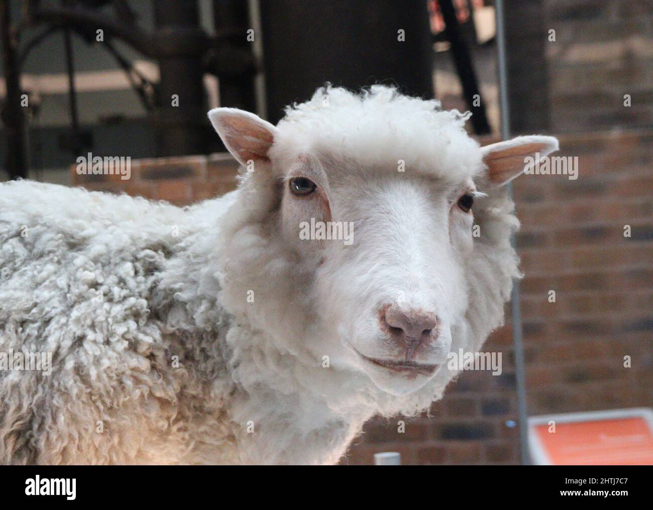 Dolly, the sheep Stock Photo - Alamy