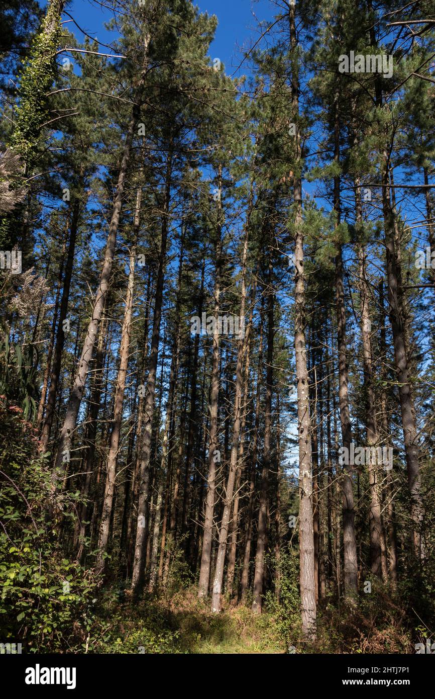 footpath between pines in the forests of the Basque country Stock Photo ...