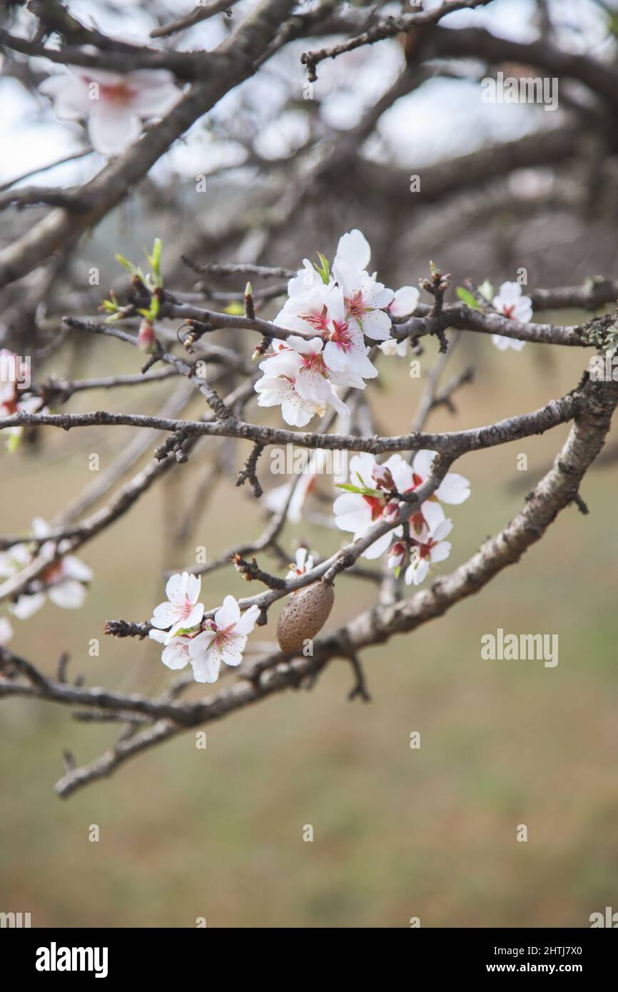 Japanese almond tree hi-res stock photography and images - Alamy