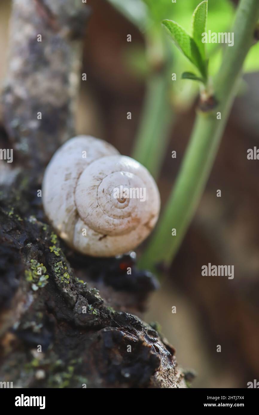Shell of a snail on a tree Stock Photo - Alamy